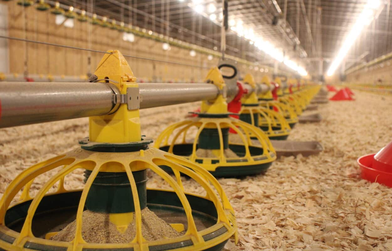 Pullet - Zeiset Equipment