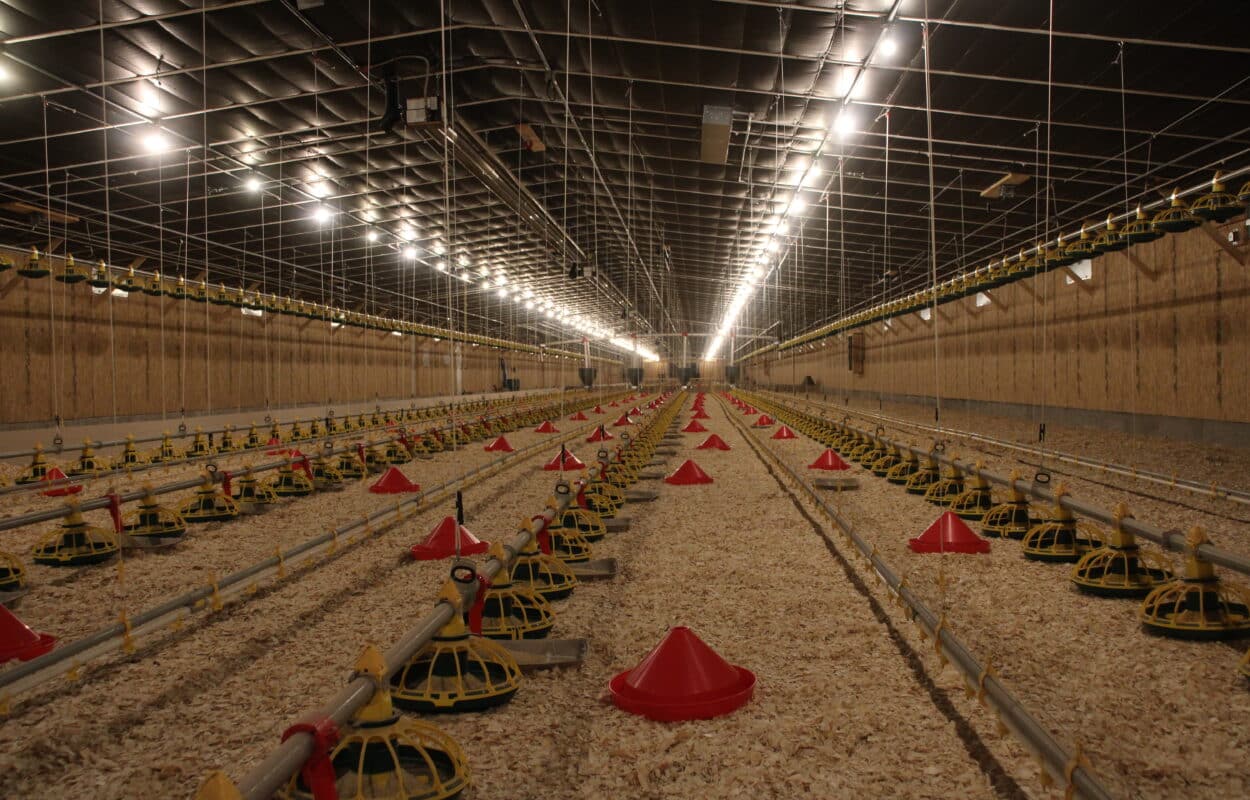 Pullet - Zeiset Equipment