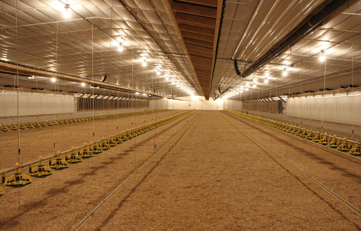 Pullet - Zeiset Equipment